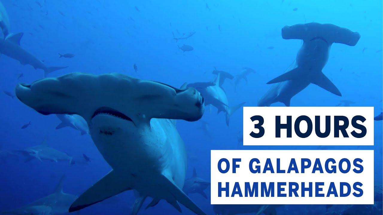 THREE HOURS of the World's Best Dive: Thousands of Hammerhead Sharks in ...