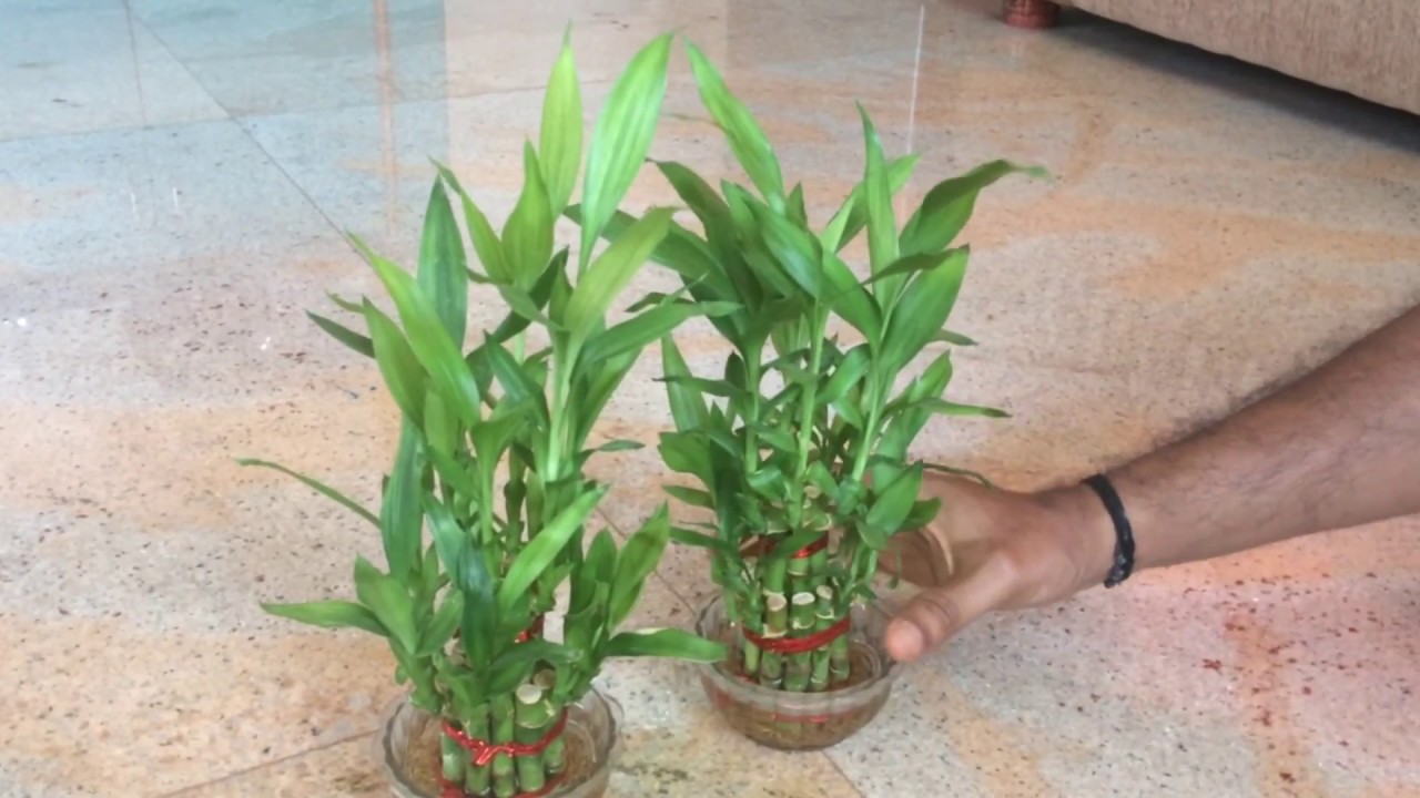 Moongil chedi - Lucky Bamboo plant - Money attracts plant - YouTube