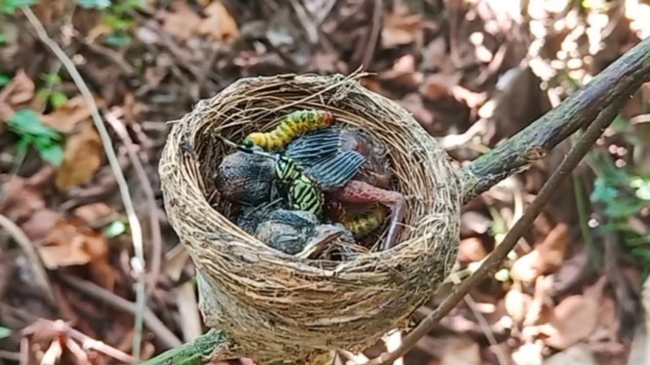 Baby bird was eating when suddenly a caterpillar entered the nest - YouTube