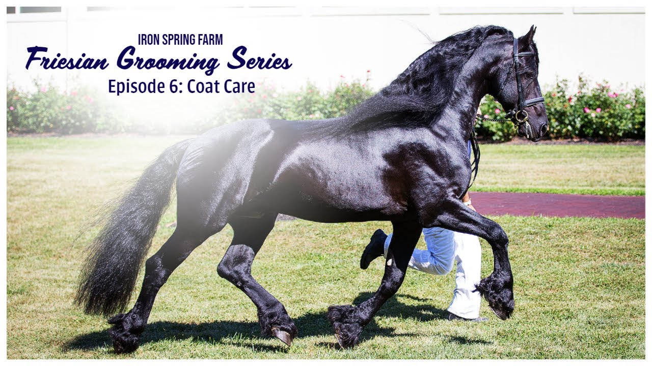 Iron Spring Farm Friesian Grooming Series: Ep. 6 Coat Care - YouTube