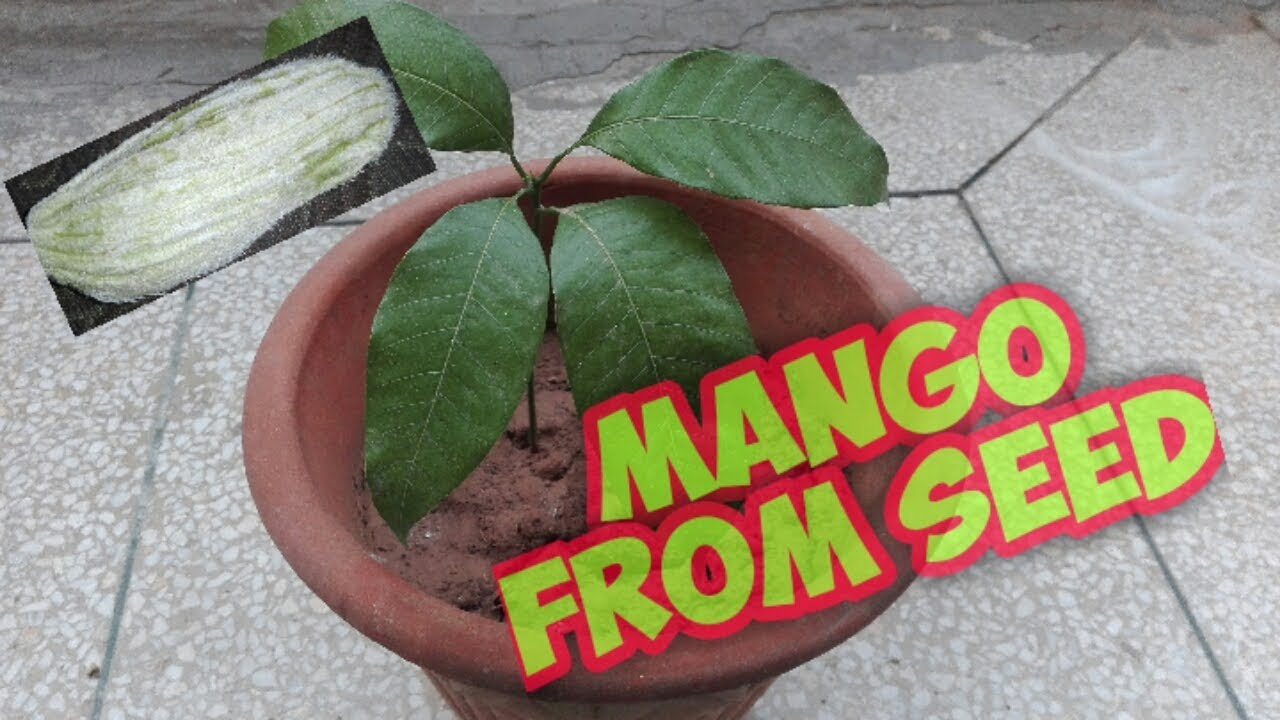 Mango from seed || Easiest way to germinate mango seed - YouTube