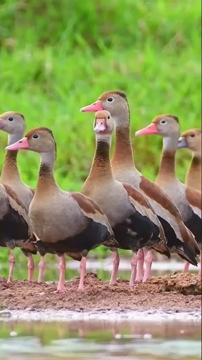 duck group unity - YouTube