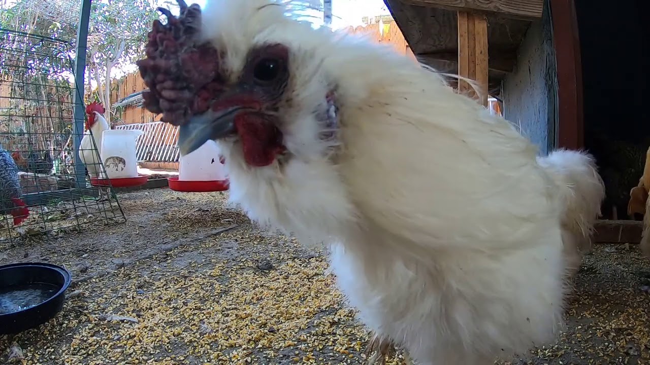 Backyard Chickens Morning Feeding Eating Sounds! Hens Clucking Roosters ...