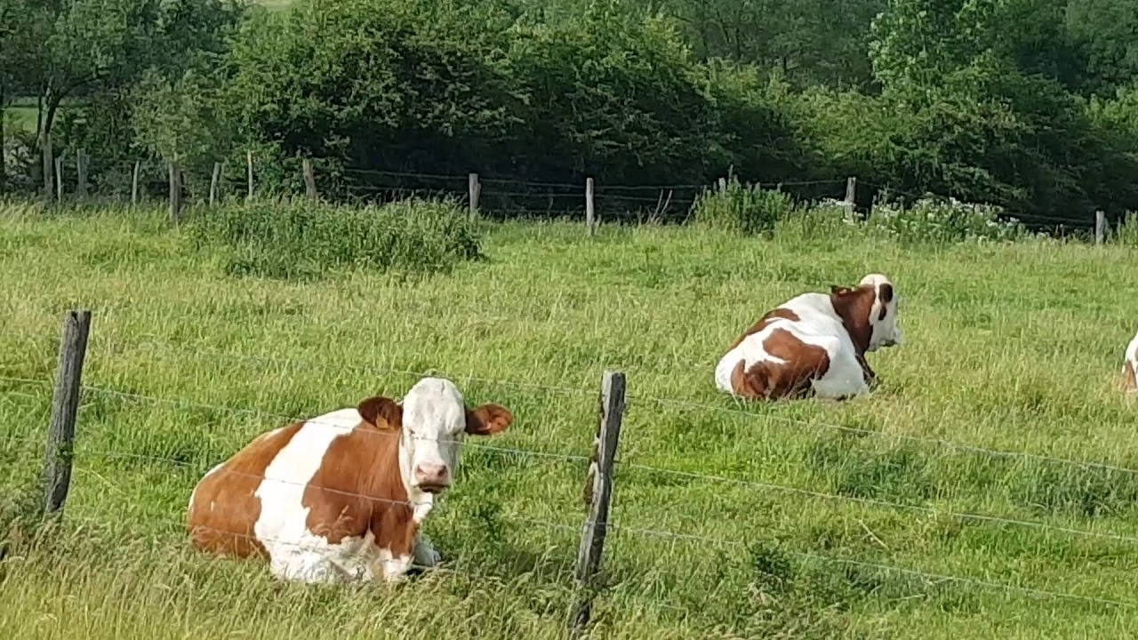 Ferme en france - YouTube