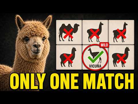 Scientists Compared Alpaca DNA to Every Wild Camelid on Earth — Only One Species Matched