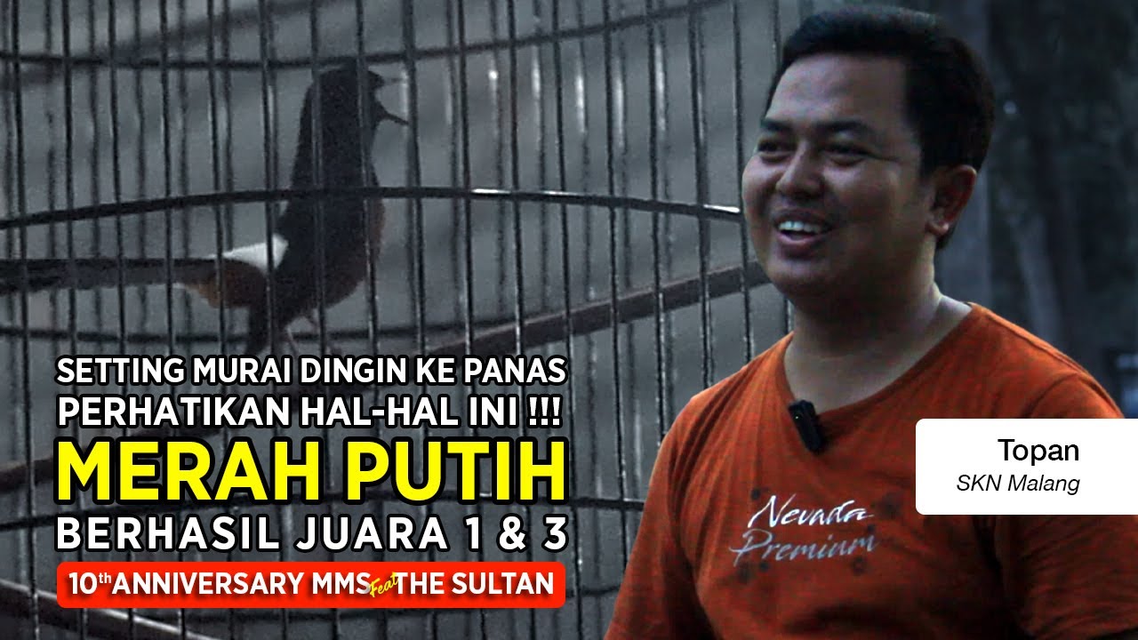 [ Murai Batu MERAH PUTIH ] Juara 1 & 3 !! Begini Setting Murai Tipe ...