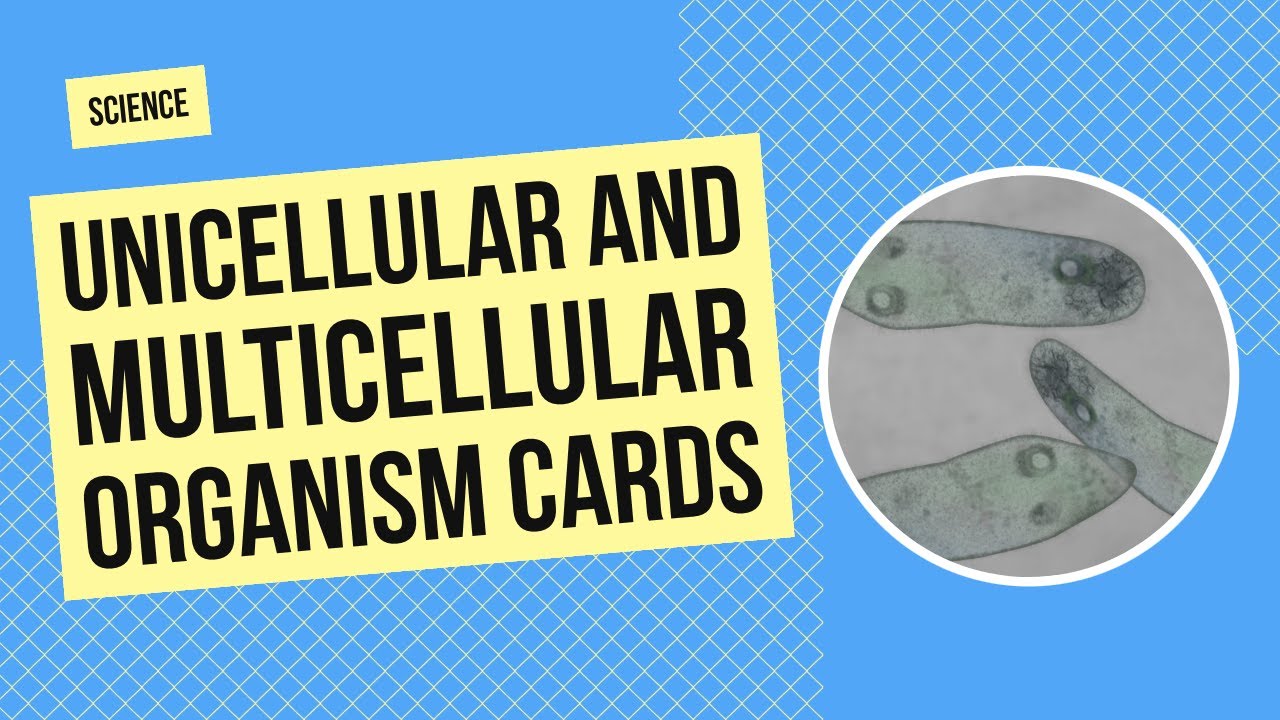 Unicellular vs Multicellular Organisms Trading Cards | Science Activity ...