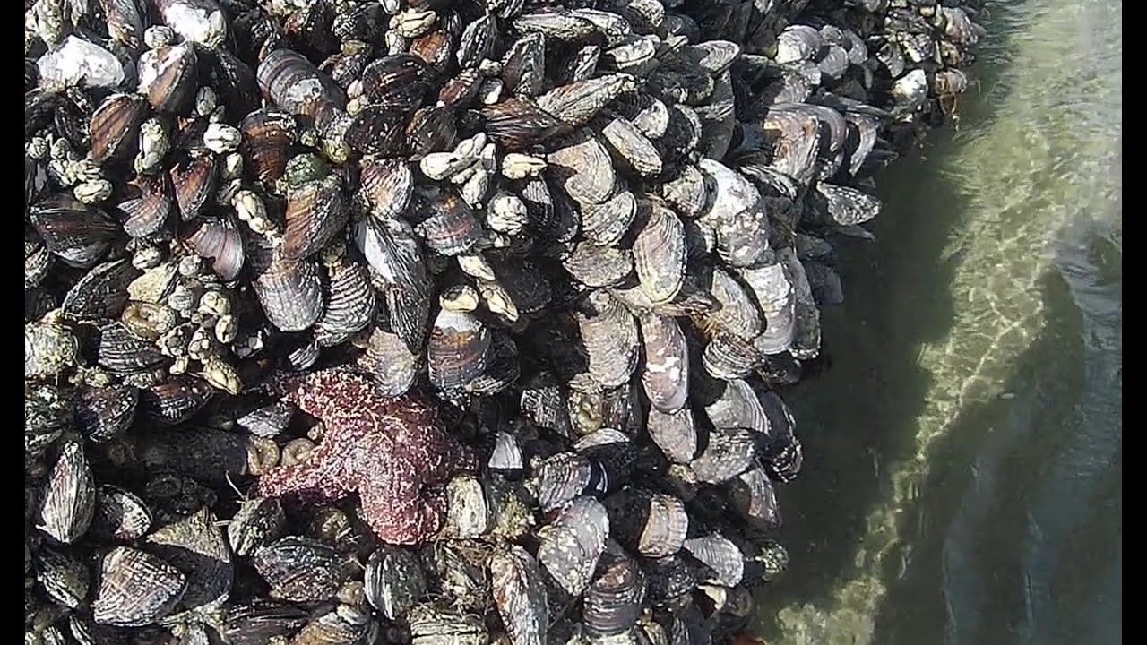 A Living Rock with Gooseneck Barnacles, mussels and sea stars- . Hug ...