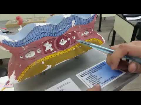 Neurulação e Desenvolvimento dos Somitos - YouTube