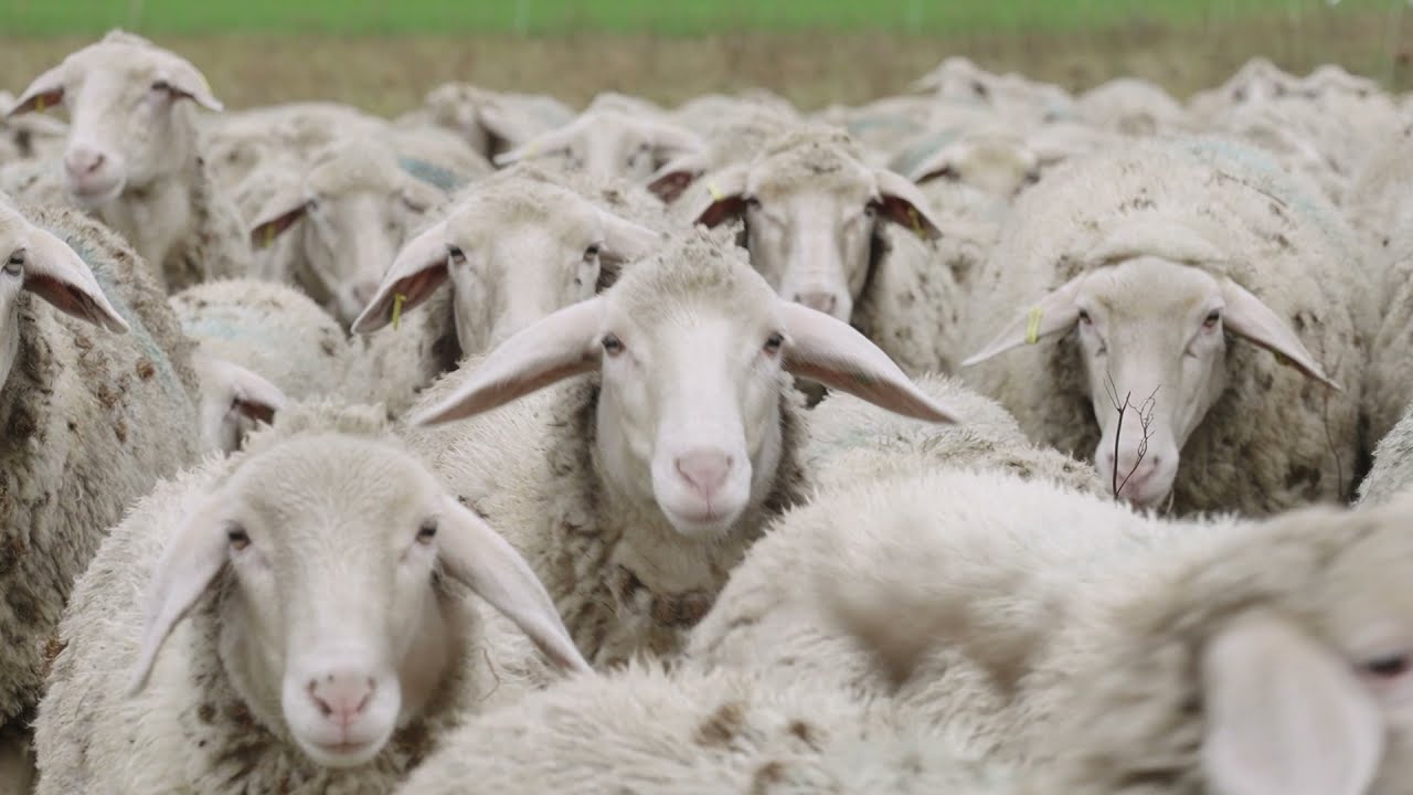 BAP 2021: Schaeferei Hahnel - YouTube