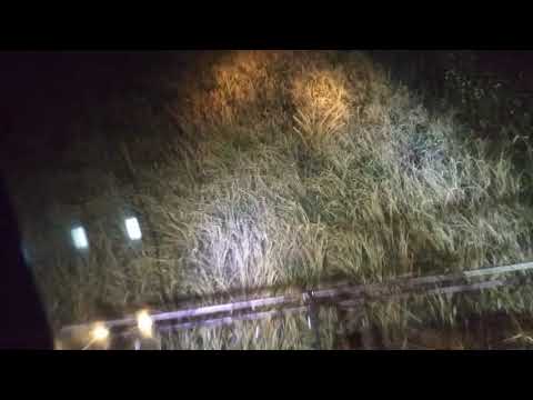 GECE ARPA BİÇİMİ TC 56 LA