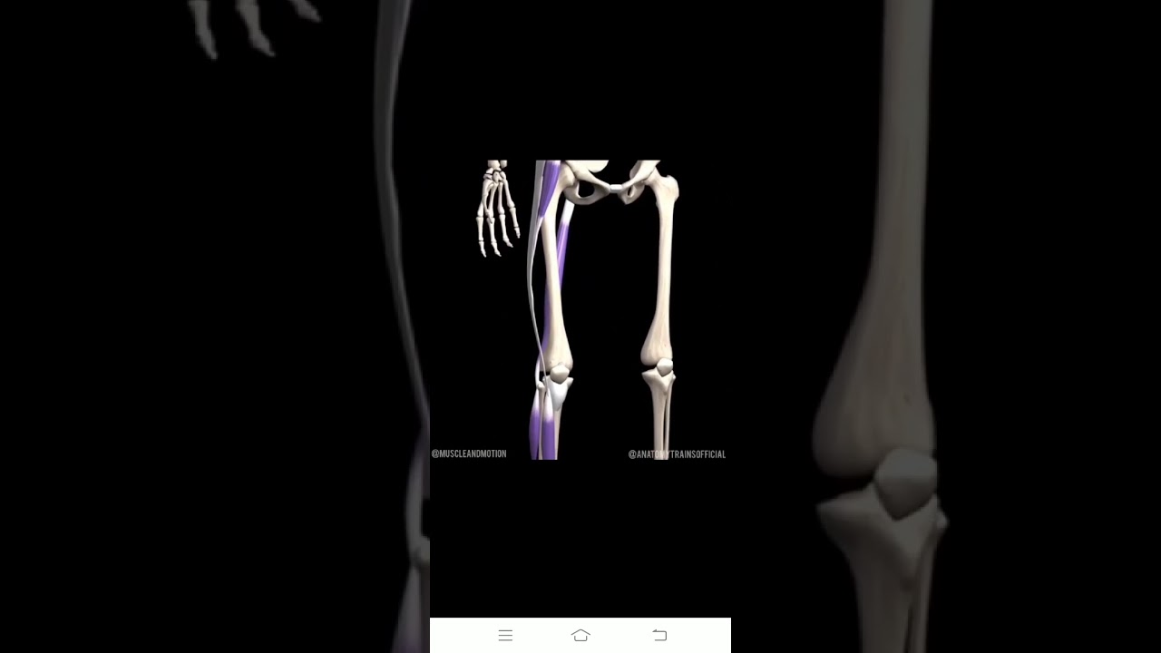 Spiral line of muscle ,MFR, - YouTube