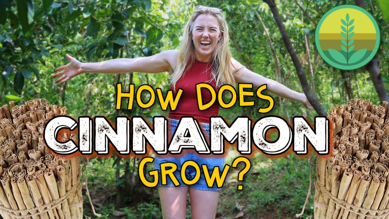 How Does Cinnamon Grow?! | Maddie Moate - YouTube