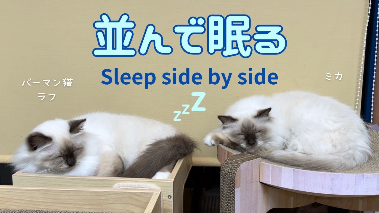 バーマン猫ラフとミカ【並んで眠る】Sleep side by side（バーマン猫）Birman/Cat - YouTube