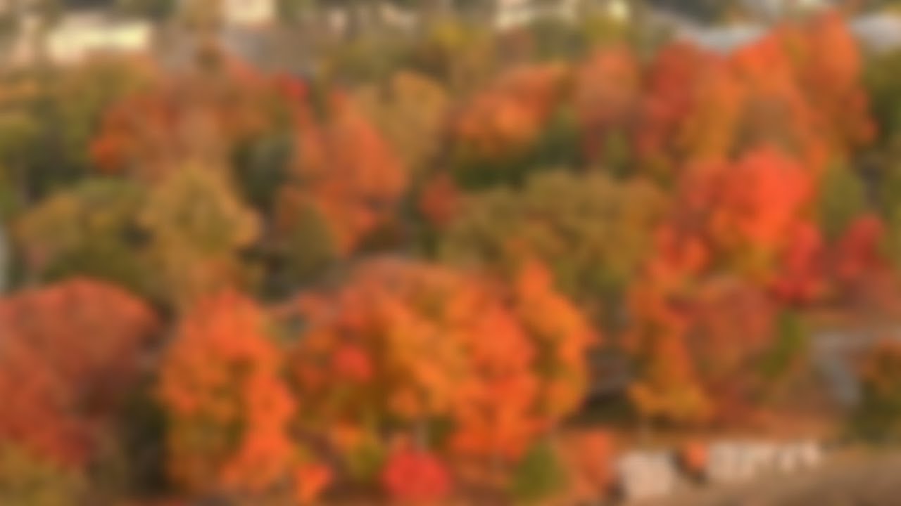 2020 Fall Colours in Waterloo Park - YouTube