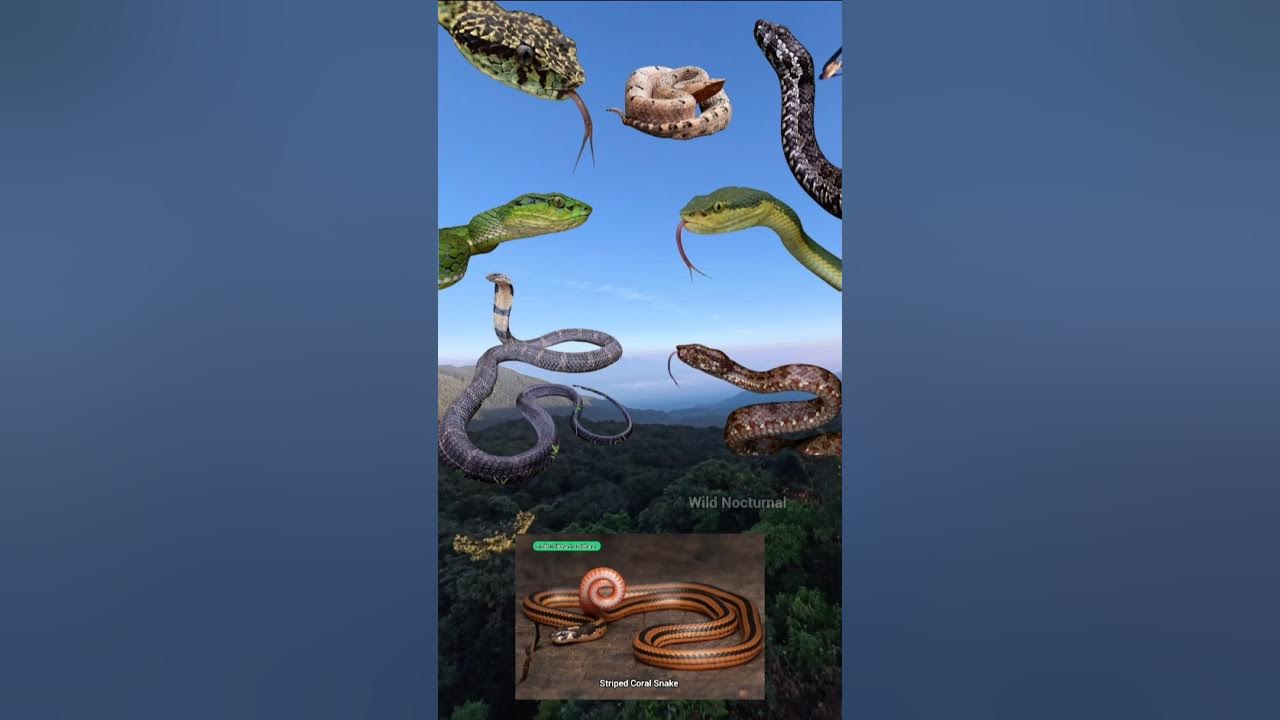 🐍தமிழ்நாட்டில் உள்ள நஞ்சுள்ள பாம்புகள்💚Venomous Snakes in Tamilnadu # ...