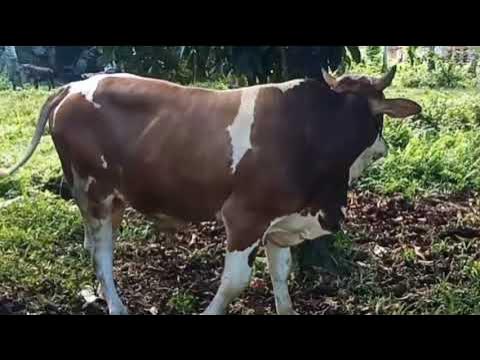 Sapi Simental Malibo Mencapai Bobot 400 Kg Siap Di Robohkan || Yudhi Andhika - YouTube
