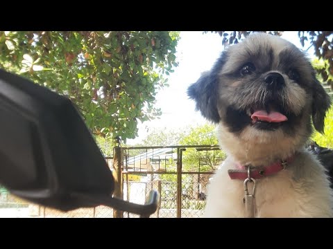 My adorable fur baby loves to ride a motorcycle💞Shih Tzu - YouTube