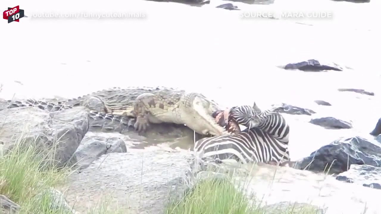 Top Deadly Crocodile vs Zebra Moments (bloody) *Graphic Content* - YouTube