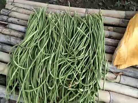 Pag ani ng Sitaw | part #1 (group page in the description) - YouTube