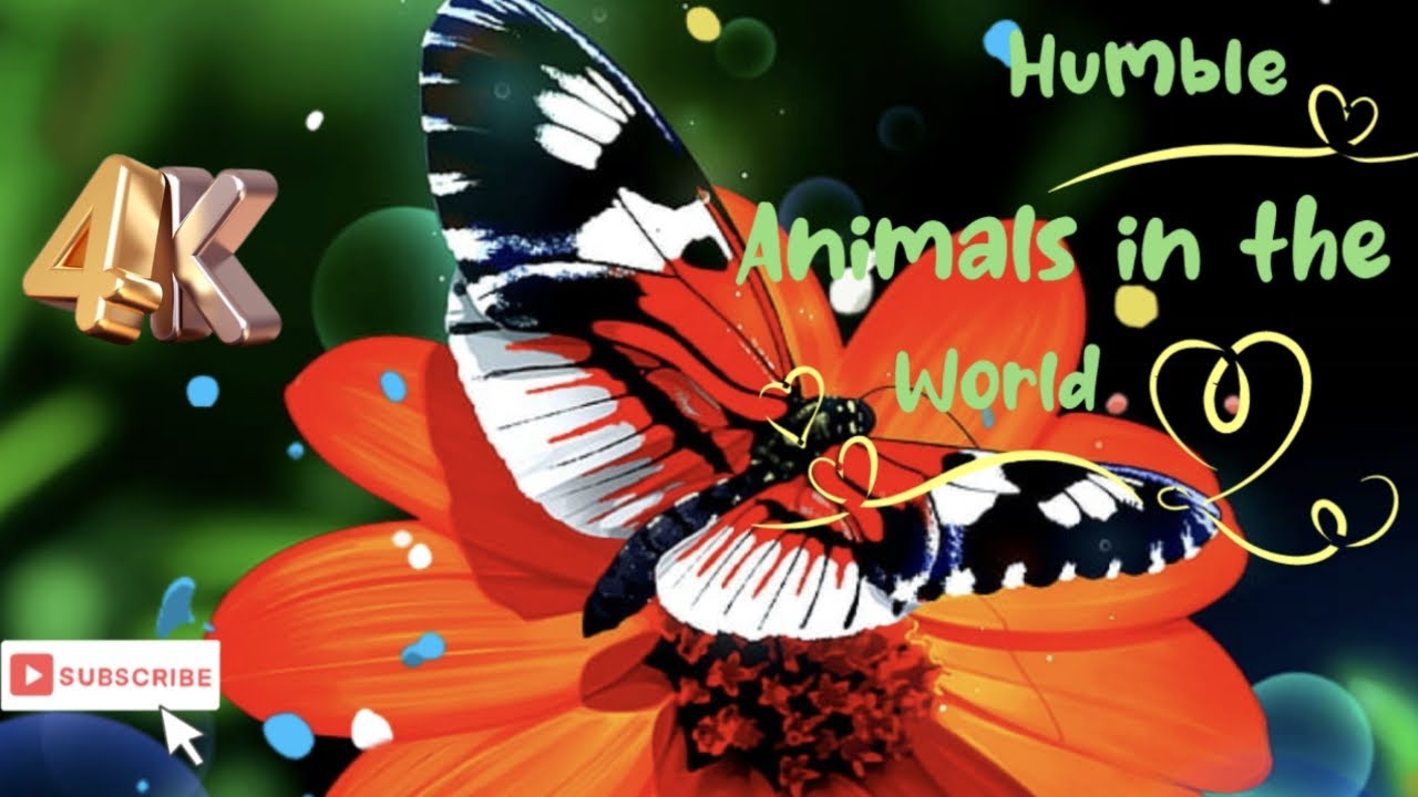 Humble Animals in the world 4K - YouTube