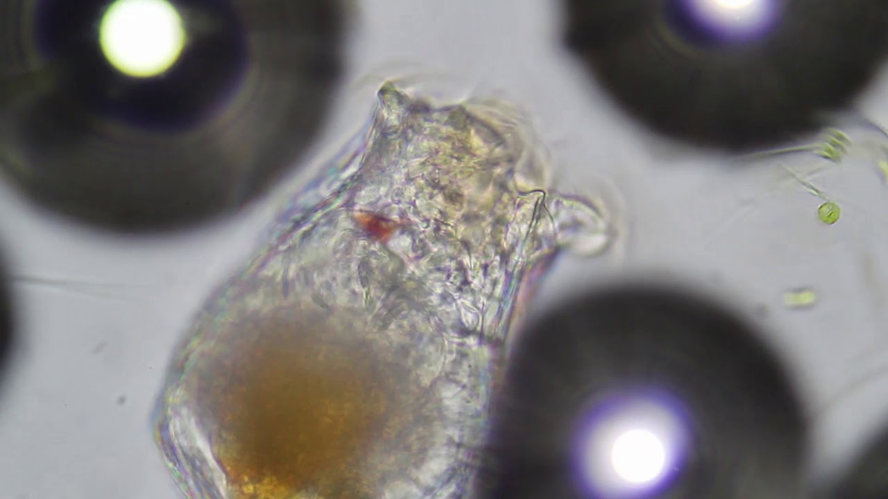 Zooplankton Feeding Under Microscope (Rotifers) - YouTube