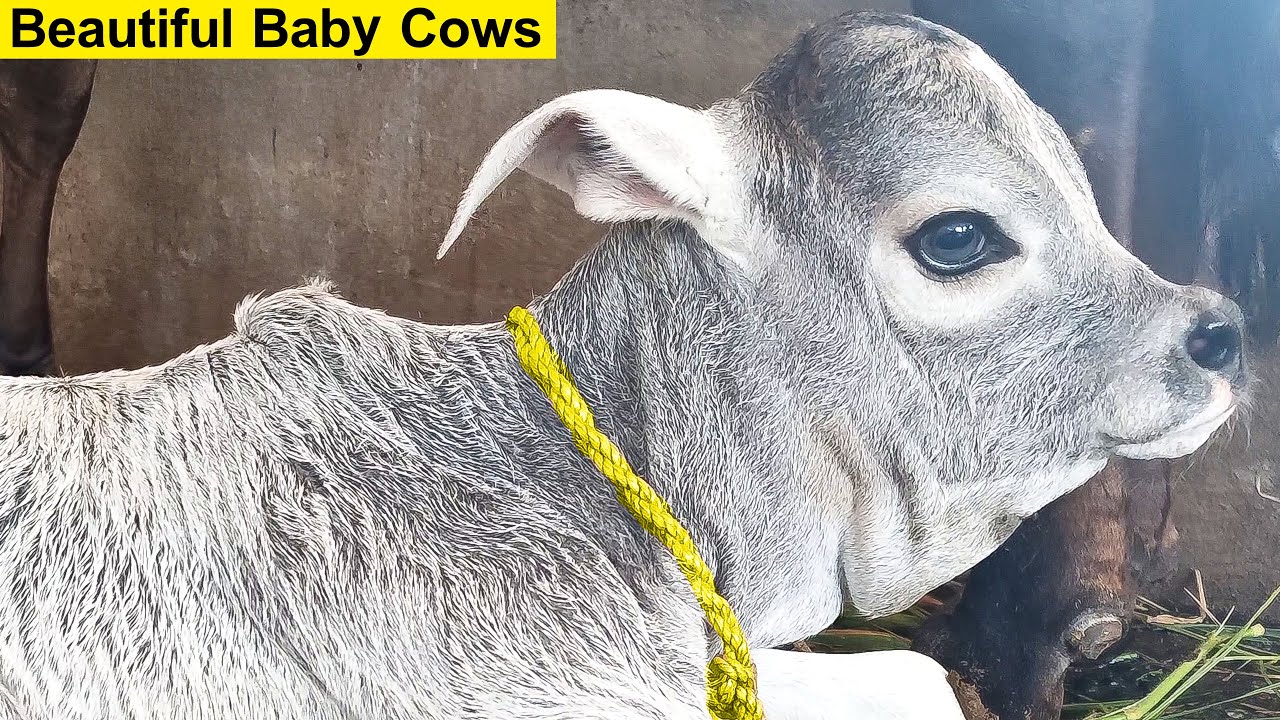 Baby Cows | Ongole Calf | Kankrej Calf | Jersey Calf | Baby Cow Videos ...