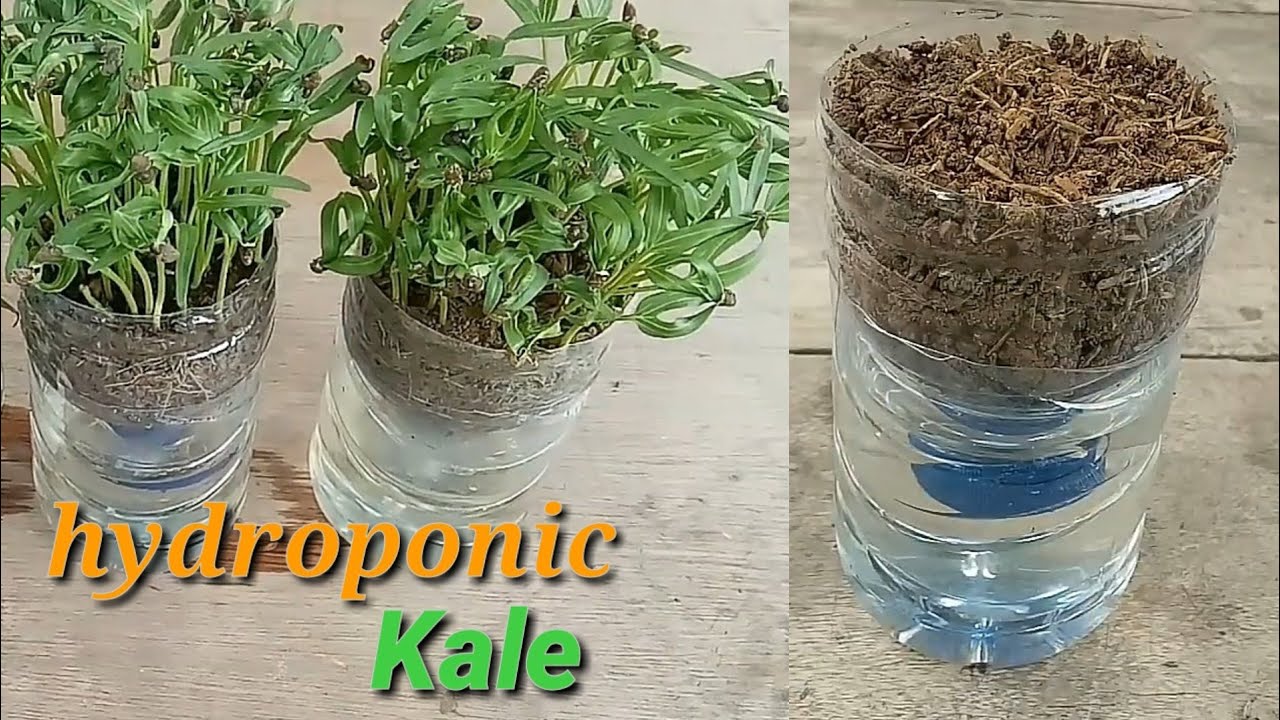 Easy Ways to Plant Hydroponic Kale In Plastic Bottles - YouTube