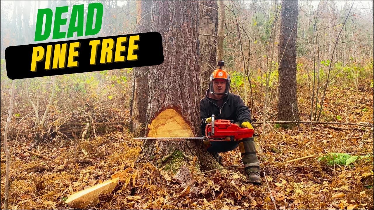 Dropping a sketchy dead pine tree. - YouTube