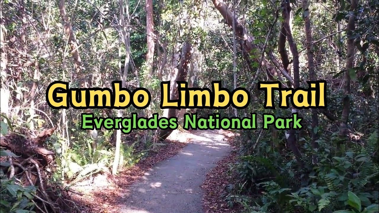 Exploring the Enchanting Gumbo Limbo Trail: A Journey in Everglades ...