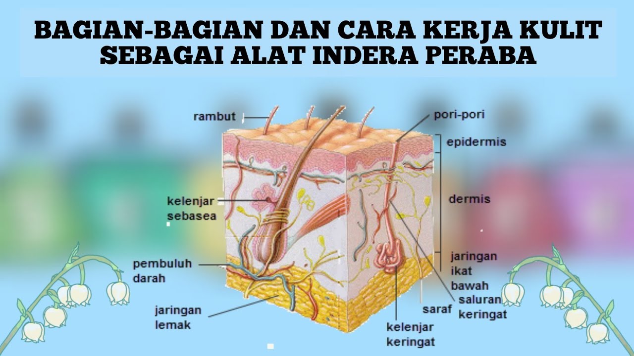 ALAT INDERA PERABA (KULIT) || IPA KELAS 4/SMP KELAS 2 | SEMESTER 1 ...