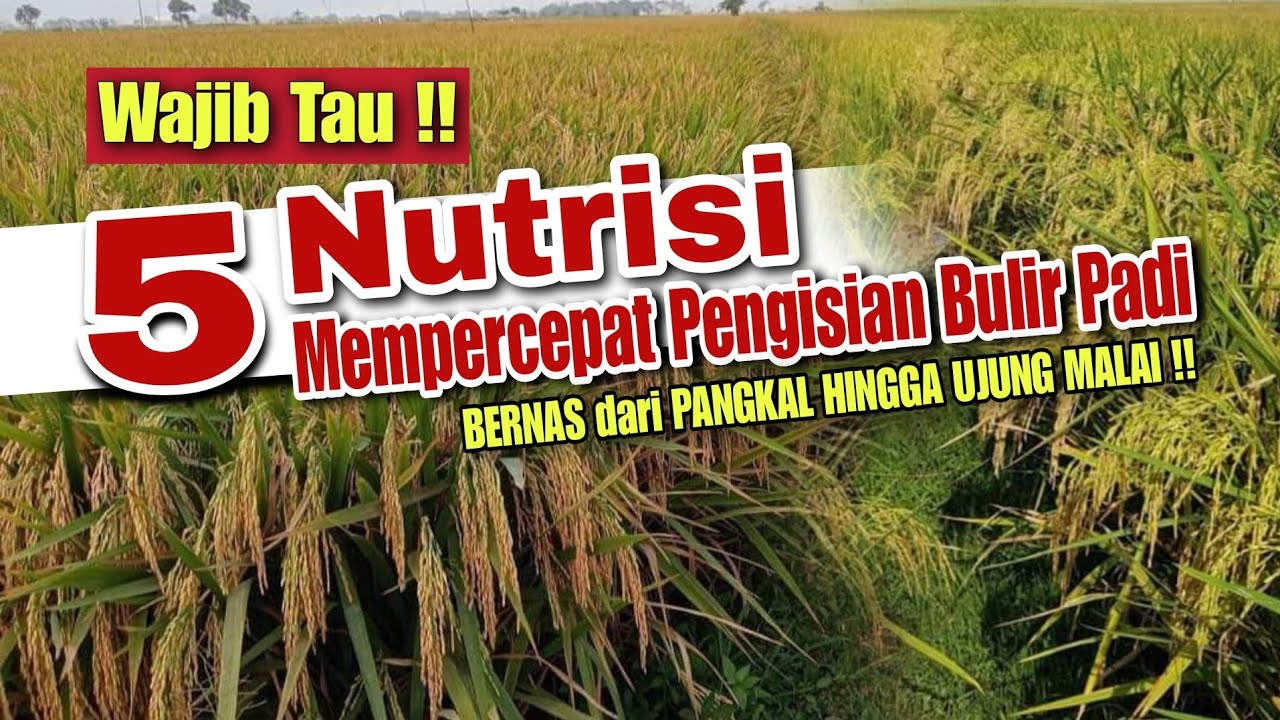 5 NUTRISI MEMPERCEPAT PENGISIAN BULIR PADI | BERNAS DARI PANGKAL HINGGA ...
