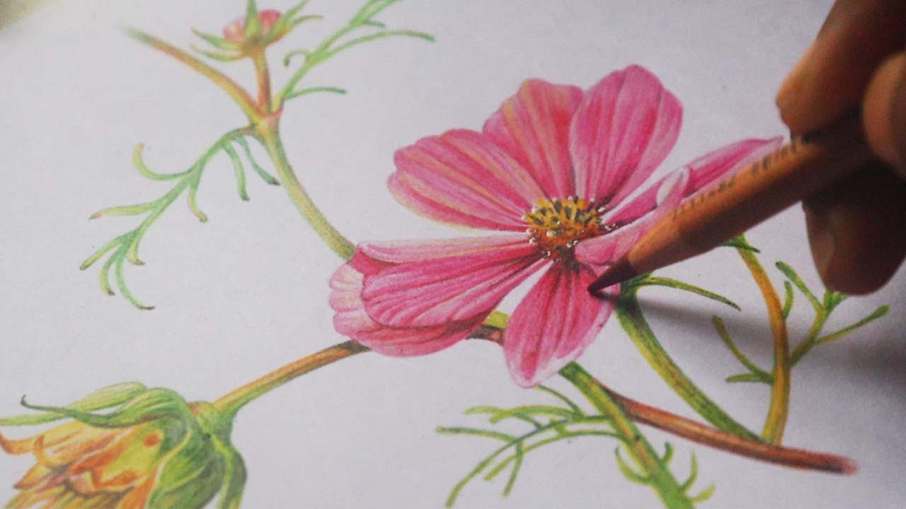 Cosmos flowers drawing with color pencils | How to draw flower ...