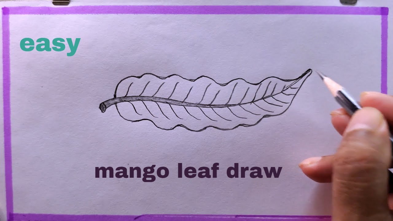 MANGO LEAF Drawing Made Easy in 3 Minutes!/How To Draw a Mango Leaf ...