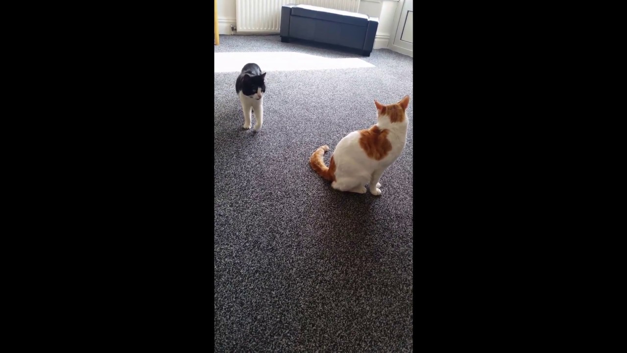 Wait for it... Cat sneak attacks friend | 4K - YouTube