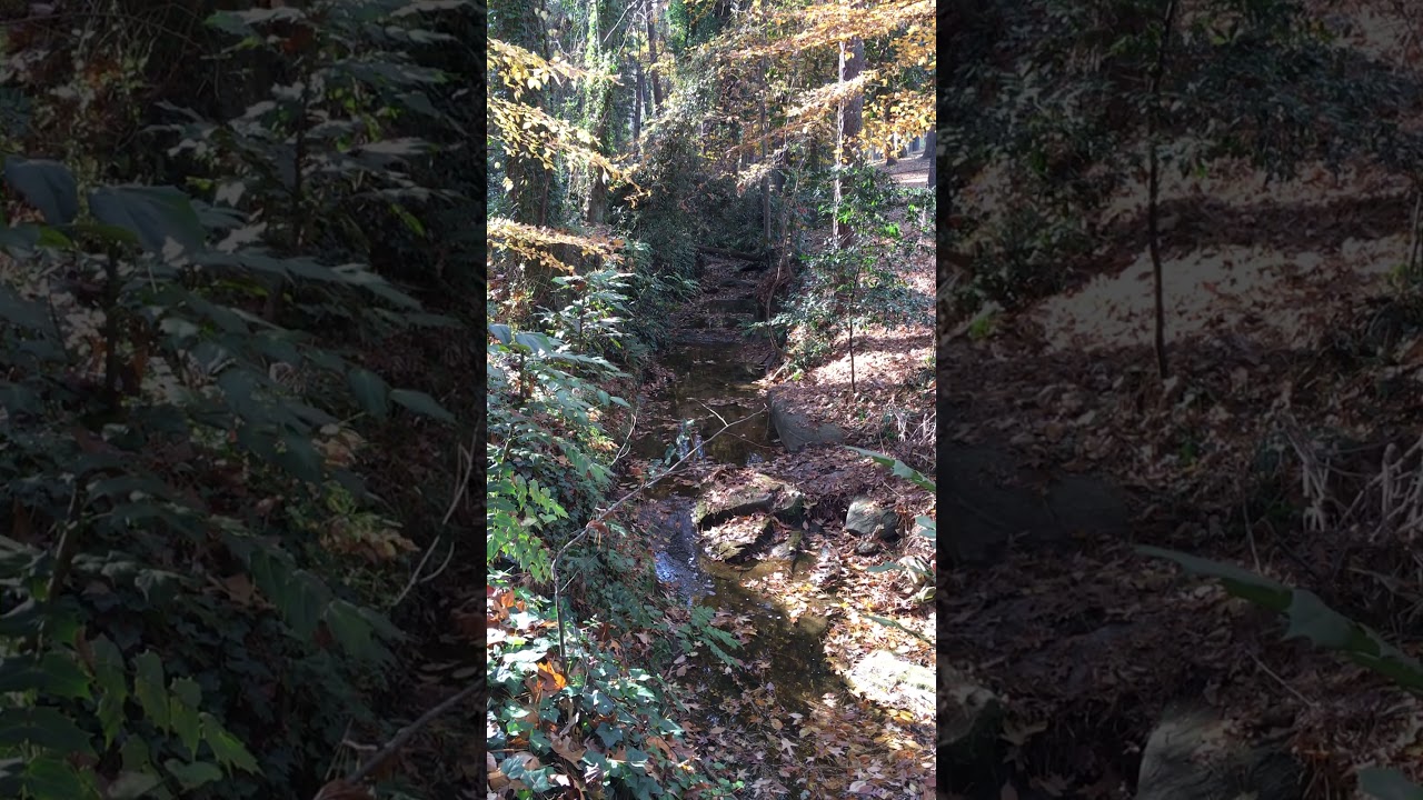 creek behind my house 11/28/19 - YouTube