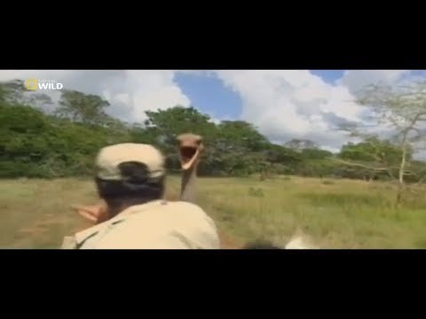 Deve Kuşuyla Şaka Olmaz Ziyaretçilere Saldırı Anı  devekuşu