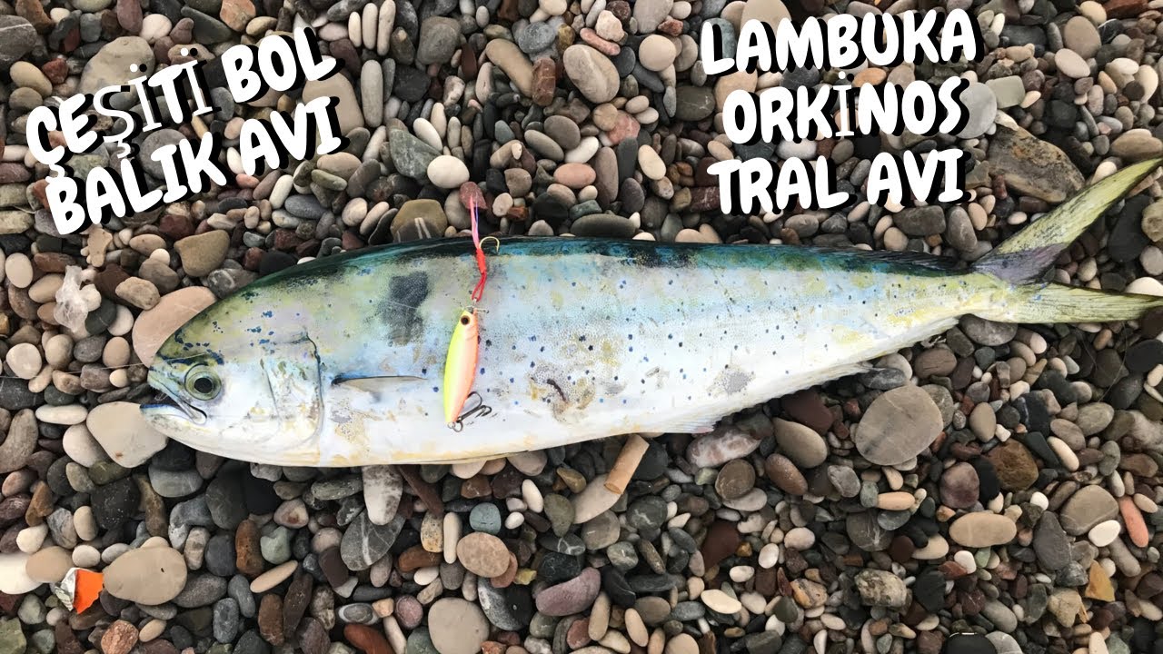BALIK AVI . Lambuka avı , Tral avı ve Yazılı orkinos avı Çeşiti bol ...