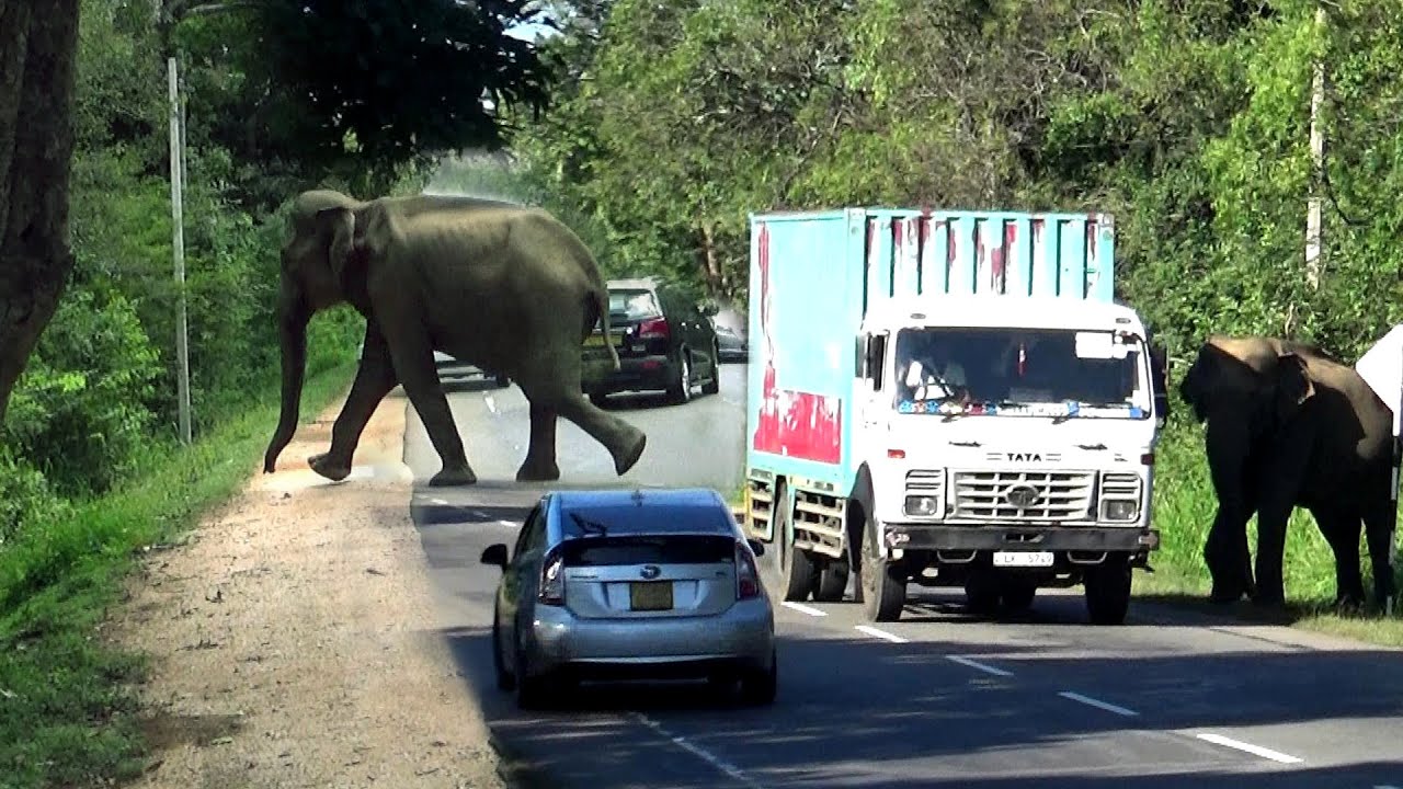 Wildlife officer moving elephants away. | The Best Of wild elephants ...