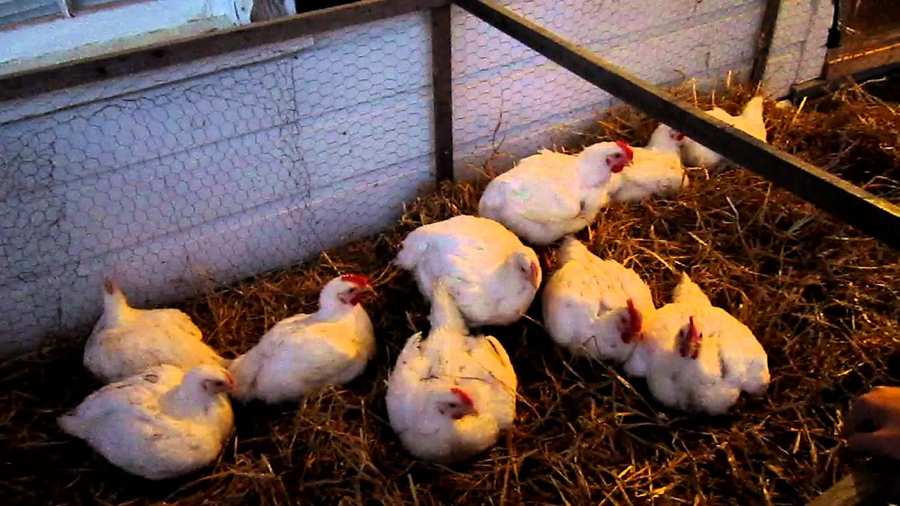 Backyard Chicken Project - Day 040 - 6 week old Jumbo Cornish Cross ...