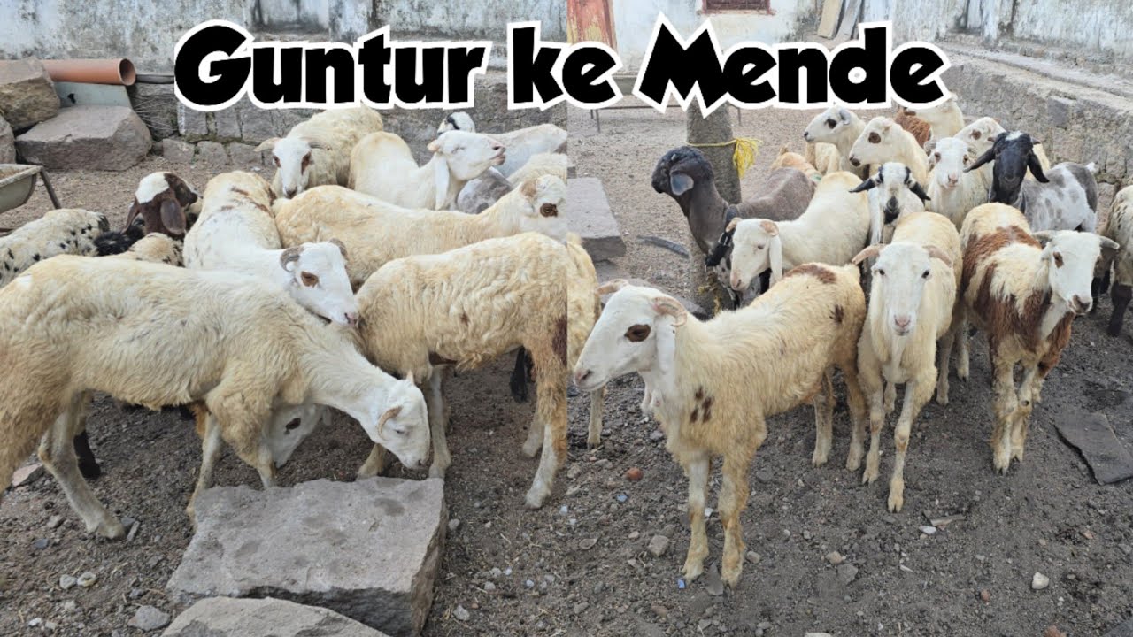 Pure Quality Guntur Mende Available In Golconda Qila Moti Mahal ...