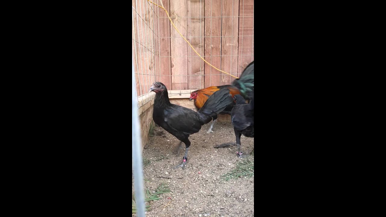 Black McRae Pullets Gamefowl Gallos Roosters - YouTube