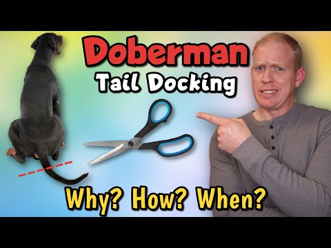 Tail docking for Doberman Pinschers: Why, When, and How Much? [Research]