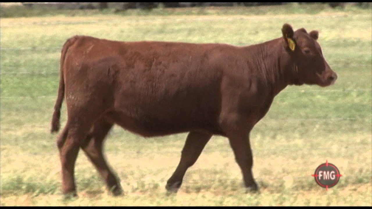 LOT 1137 RA Brown Ranch - YouTube