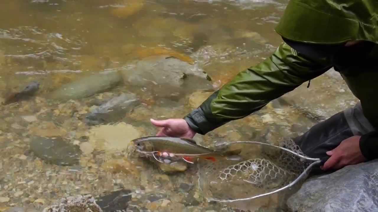 Fly Fishing for Alpine Trout - Taurach Vol. I - YouTube