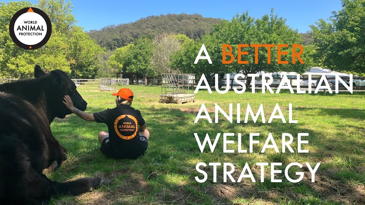 You’re helping strengthen Australian animal welfare laws - YouTube