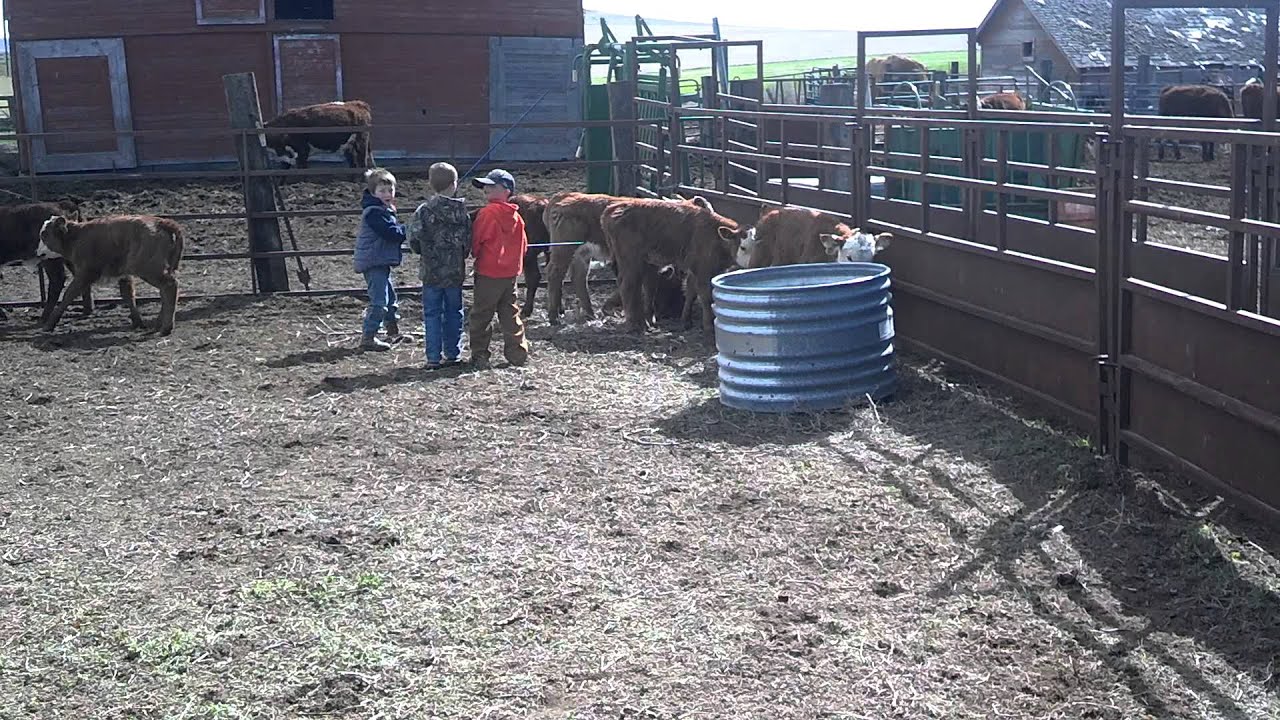 Cattle Wranglers at Edwards Ranch - YouTube