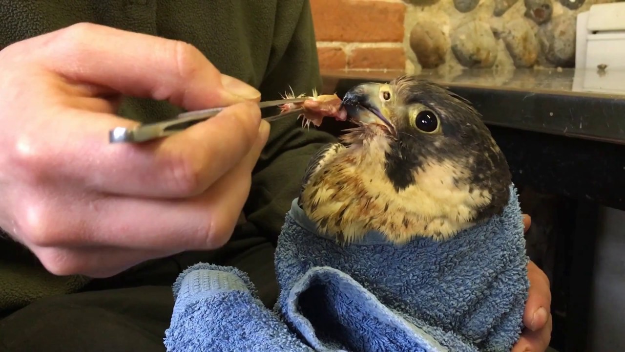 Injured Peregrine Falcon nursed backed to health by Norfolk sanctuary ...
