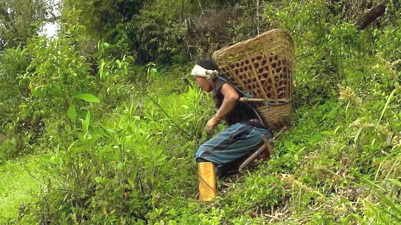 Life With Nature || Video - 4 || Goats' dung compost putting in tree ...