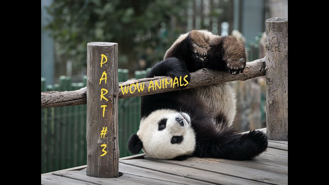 WOW ANIMALS #3 😂 Funny Animals 🤣 Very funny 👍 Jokes - YouTube